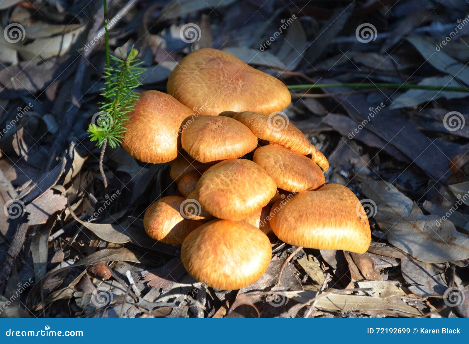Group of Golden Toadstool Fungi Stock Image - Image of cute, understory ...