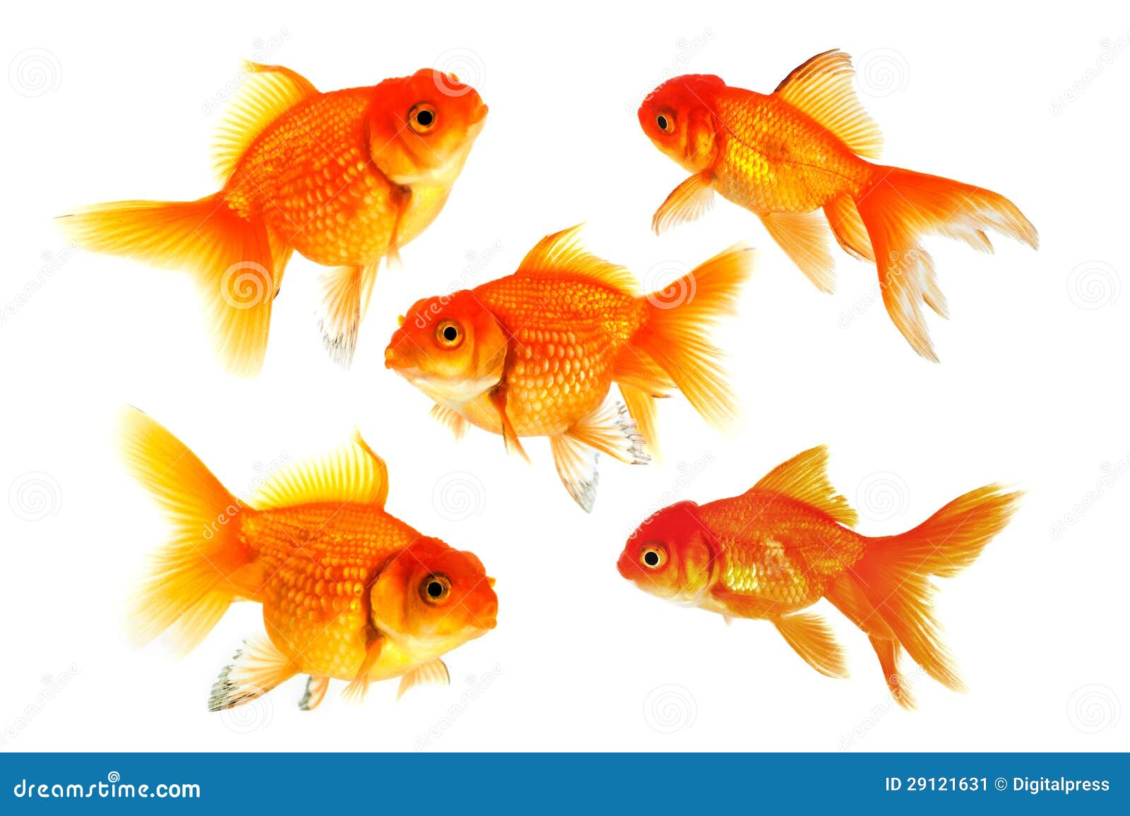 Group of Goldfish stock image. Image of shot, goldfish - 29121631