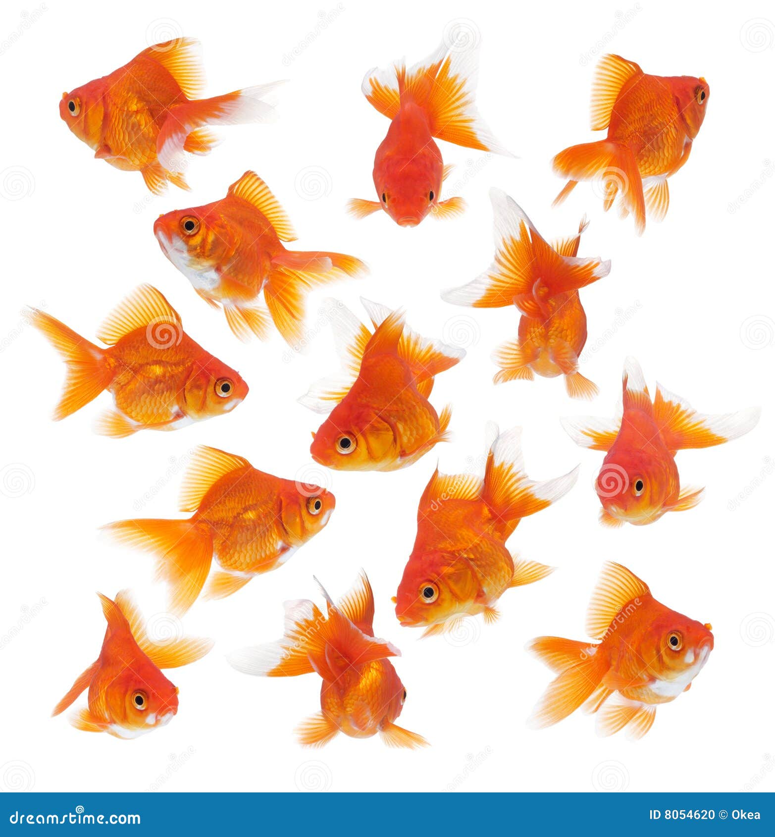 Group of goldfish stock photo. Image of isolated, group - 8054620