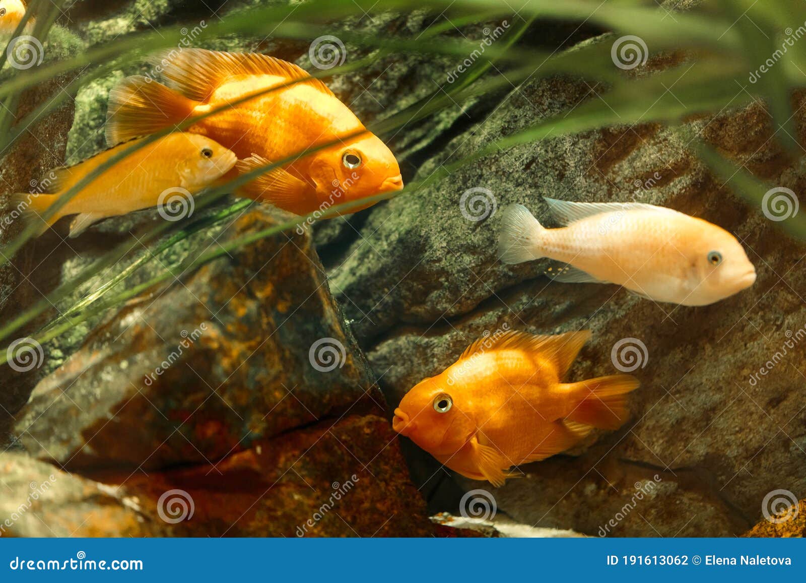 A Group of Goldfish in the Home Aquarium Stock Photo - Image of color ...