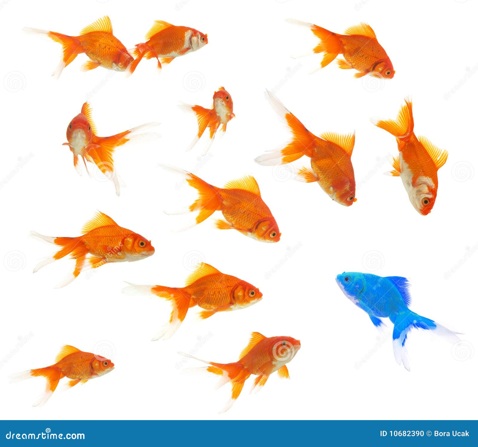 A Group of Goldfishes with an Alien Inside Stock Photo - Image of alien ...