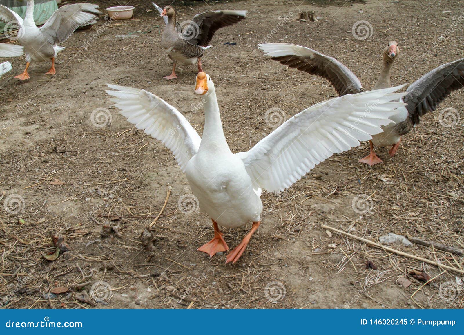 Group Goose Show Wing in Garden at Thailand Stock Image - Image of ...