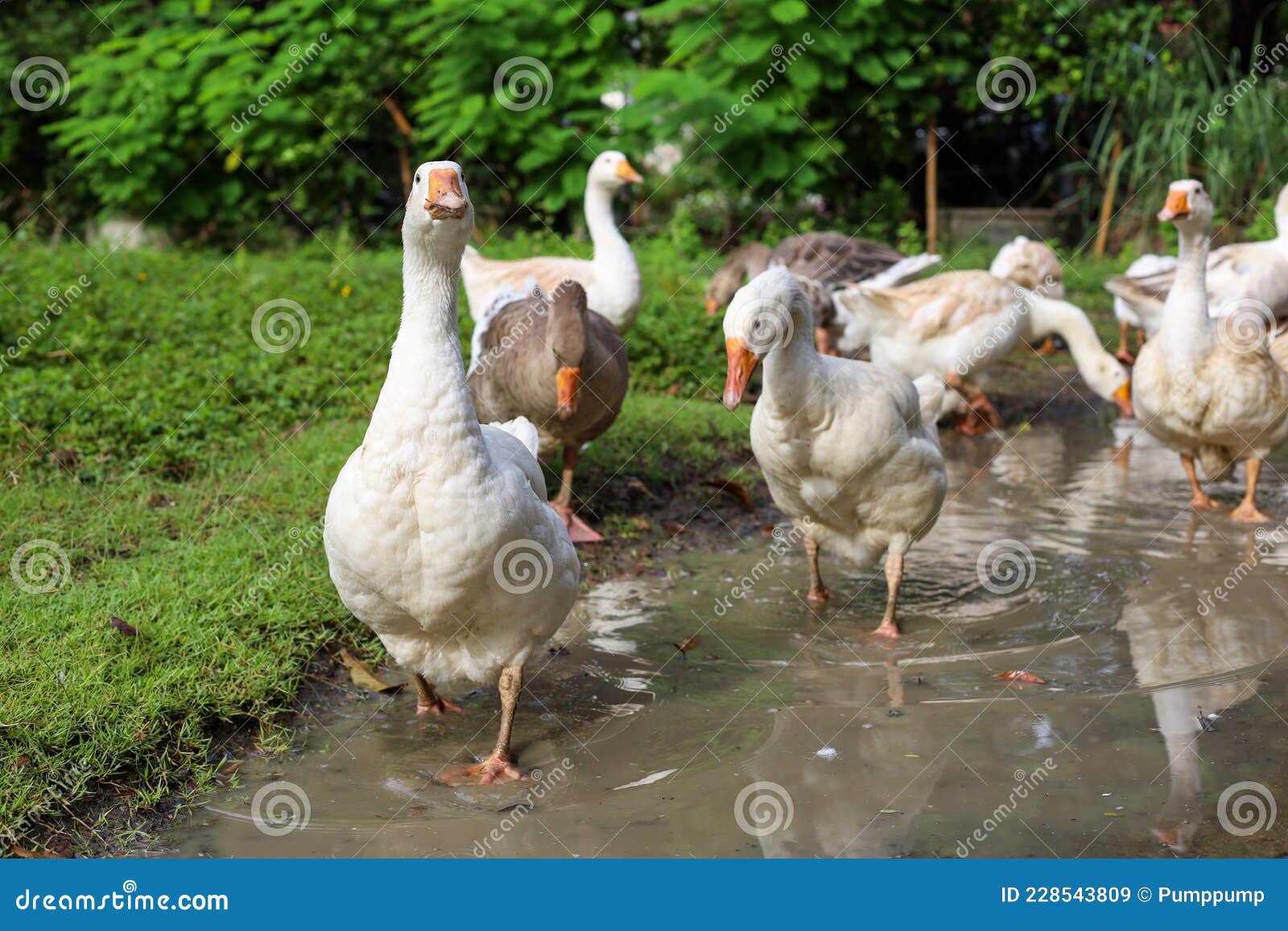 Group Goose is Walking and Play Mud after Rainny Day Stock Image ...