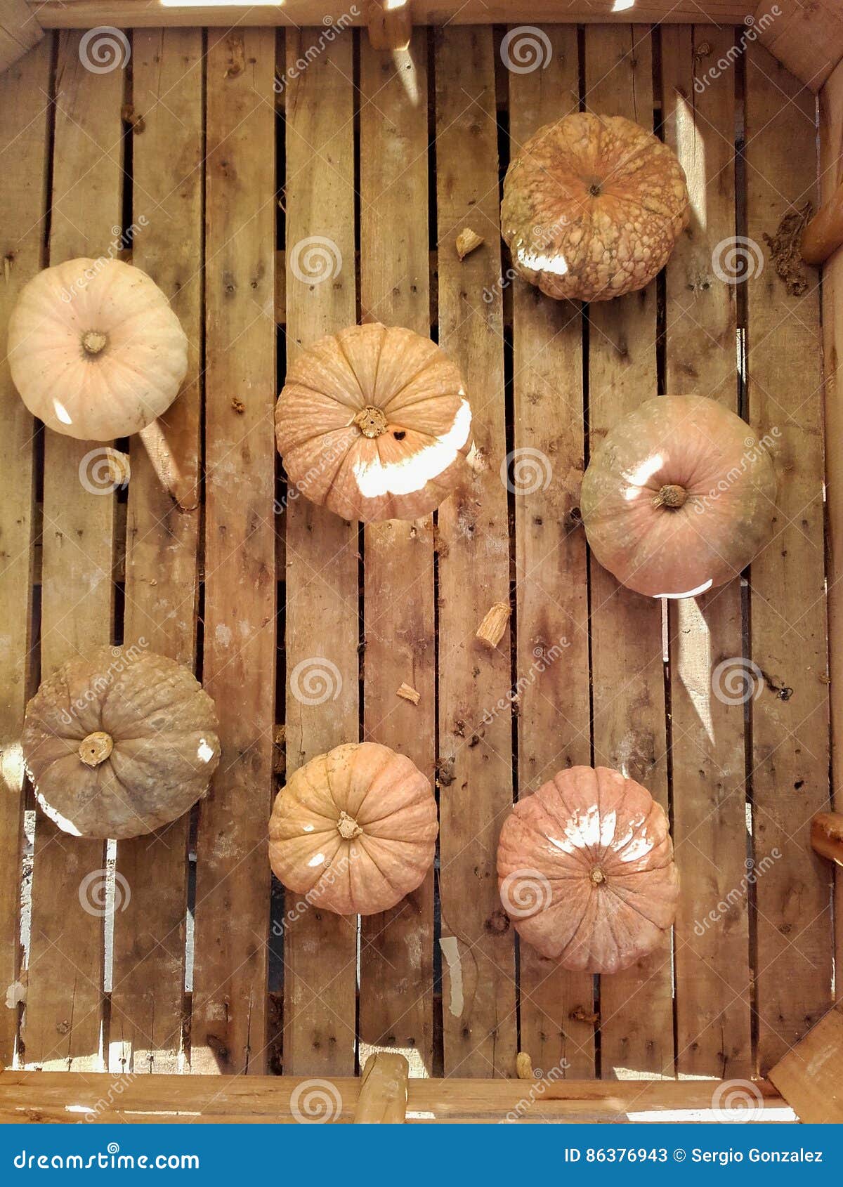 Group of gourds stock image. Image of gourds, sizes, colors - 86376943