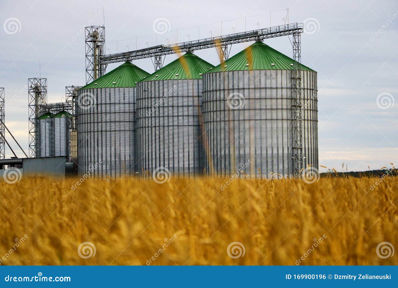 Group of Grain Dryers Complex on the Background of a Yellow Field of ...