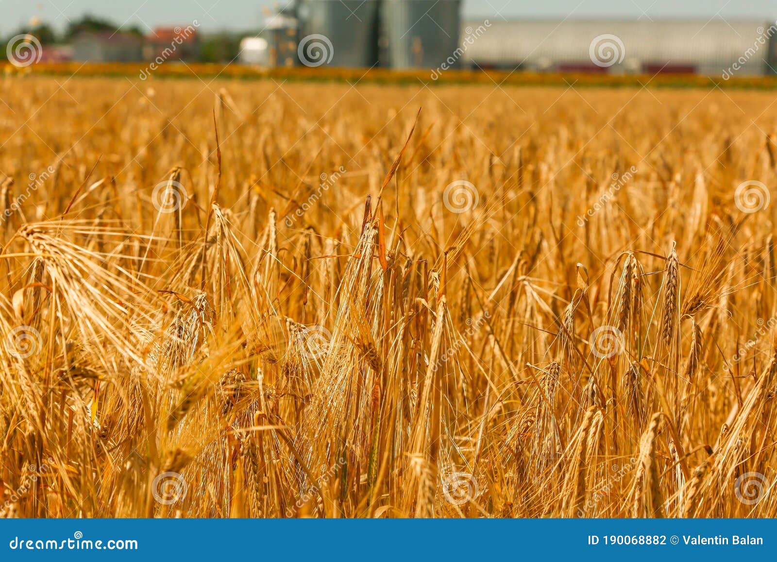 Granary and Field with a Wheat. Stock Photo - Image of barn, elevator ...