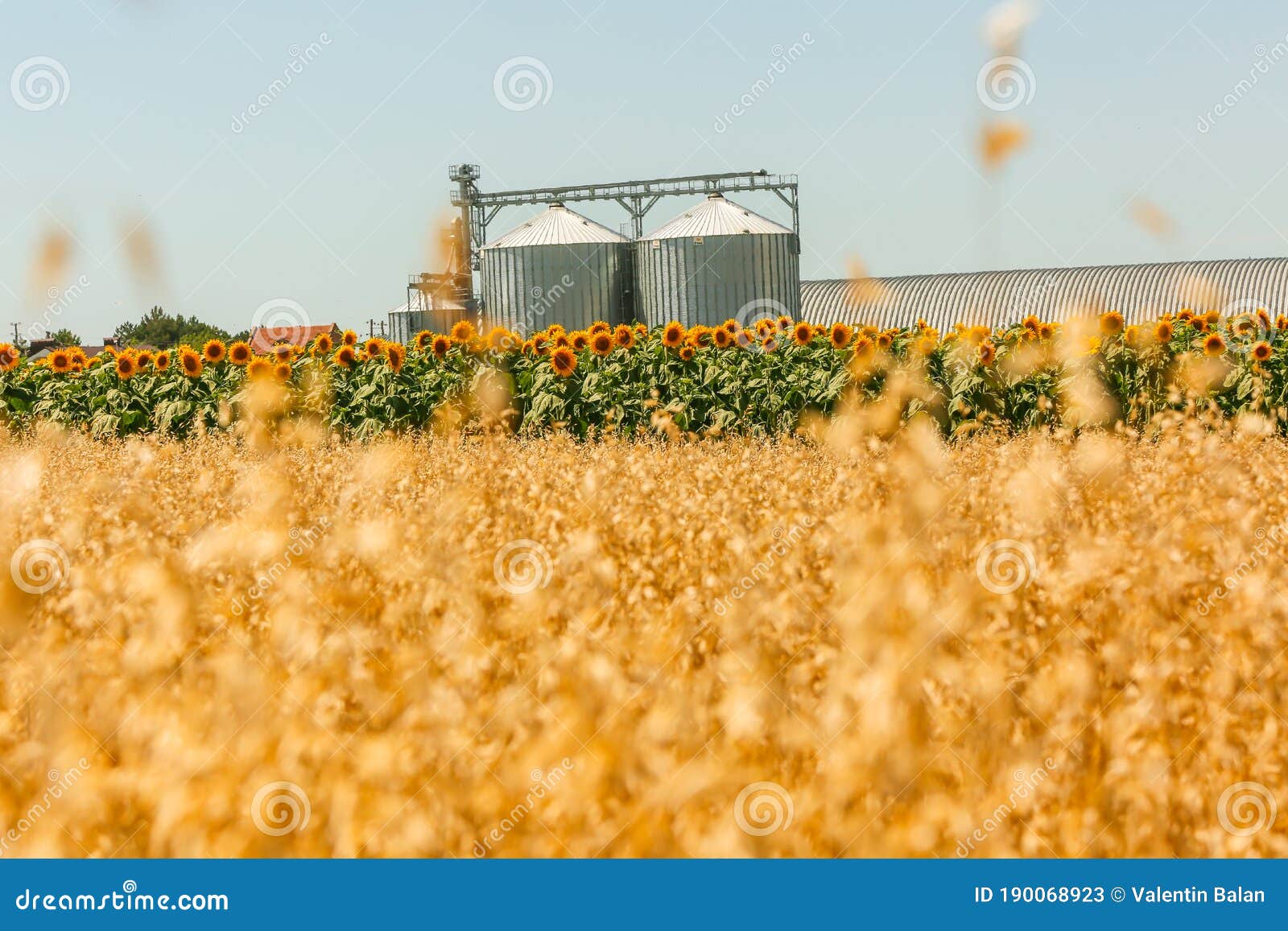 Granary and Field with a Wheat. Stock Image - Image of granary ...