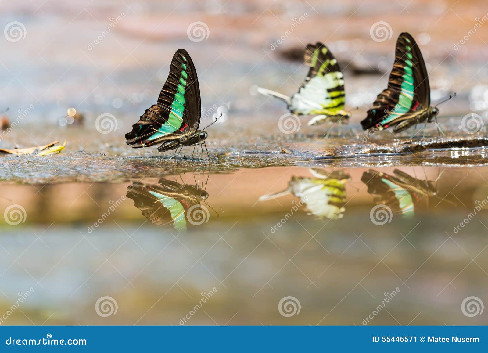 Group of Graphium Butterflies Stock Image - Image of graphium, triangle ...