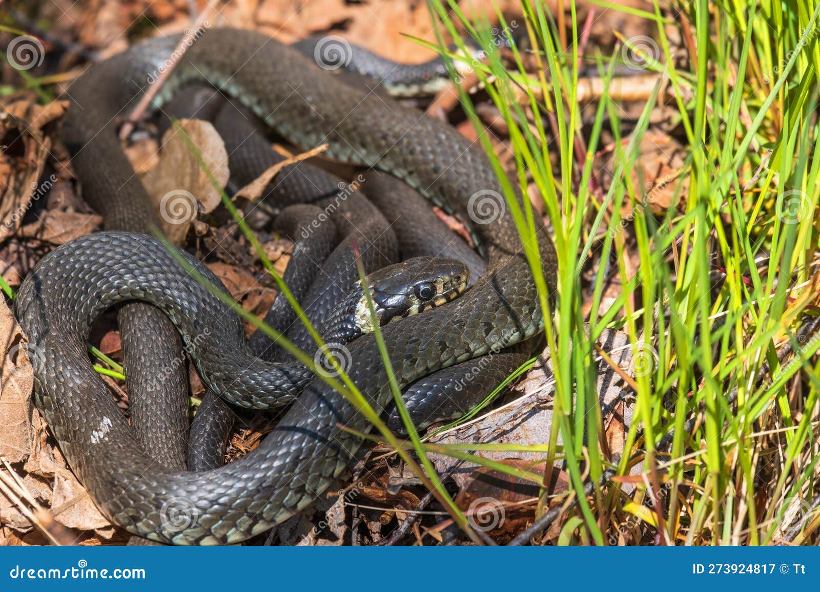 Group with Grass Snakes Basking in the Sunshine Stock Image - Image of ...