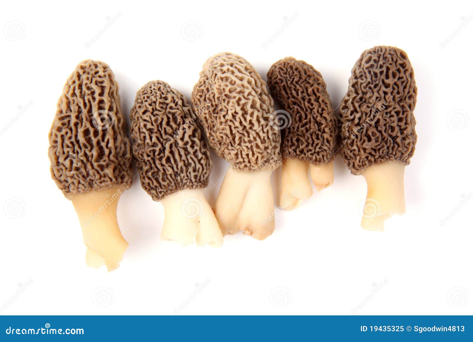 Group of Gray Morel Mushrooms Isolated on White Stock Image - Image of ...