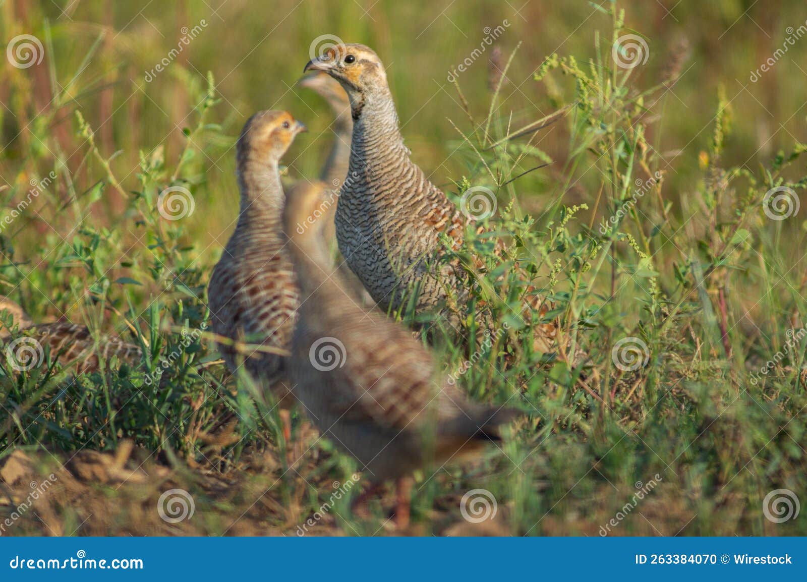 Group of Gray Partridge Birds with Beautiful Plumage in a Grass Field ...