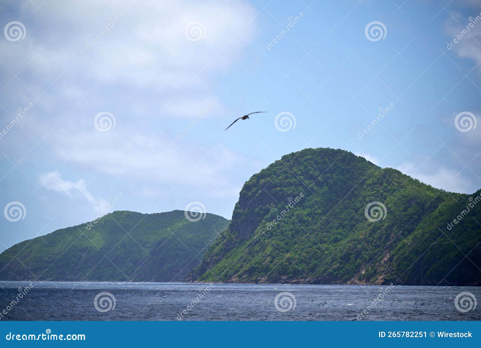 Group of Great Albatross Flying Over the Sea with Hills in the ...