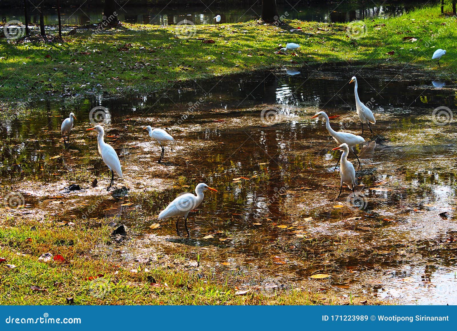 A Group of Great Egret Birds are Hunting Fish in a Pond Stock Image ...
