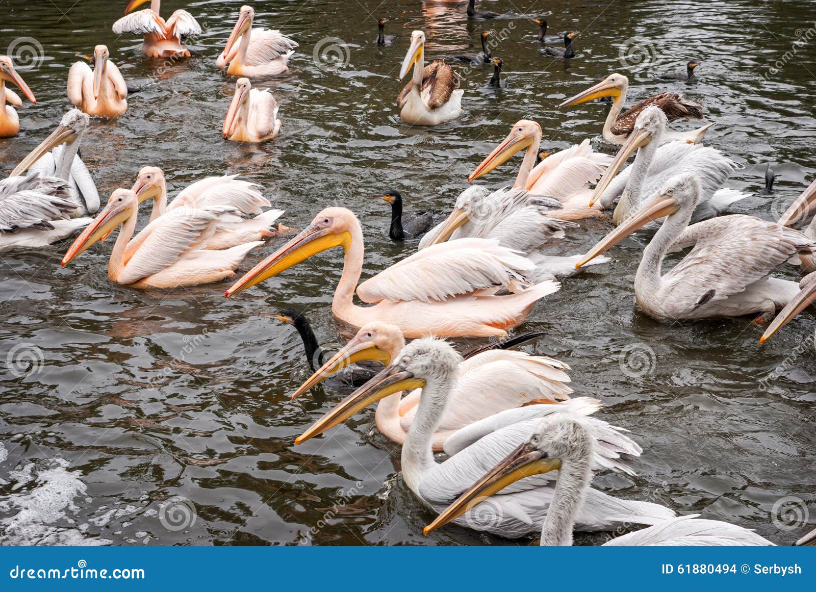 Group of Great White Pelicans Stock Photo - Image of birdwatching ...