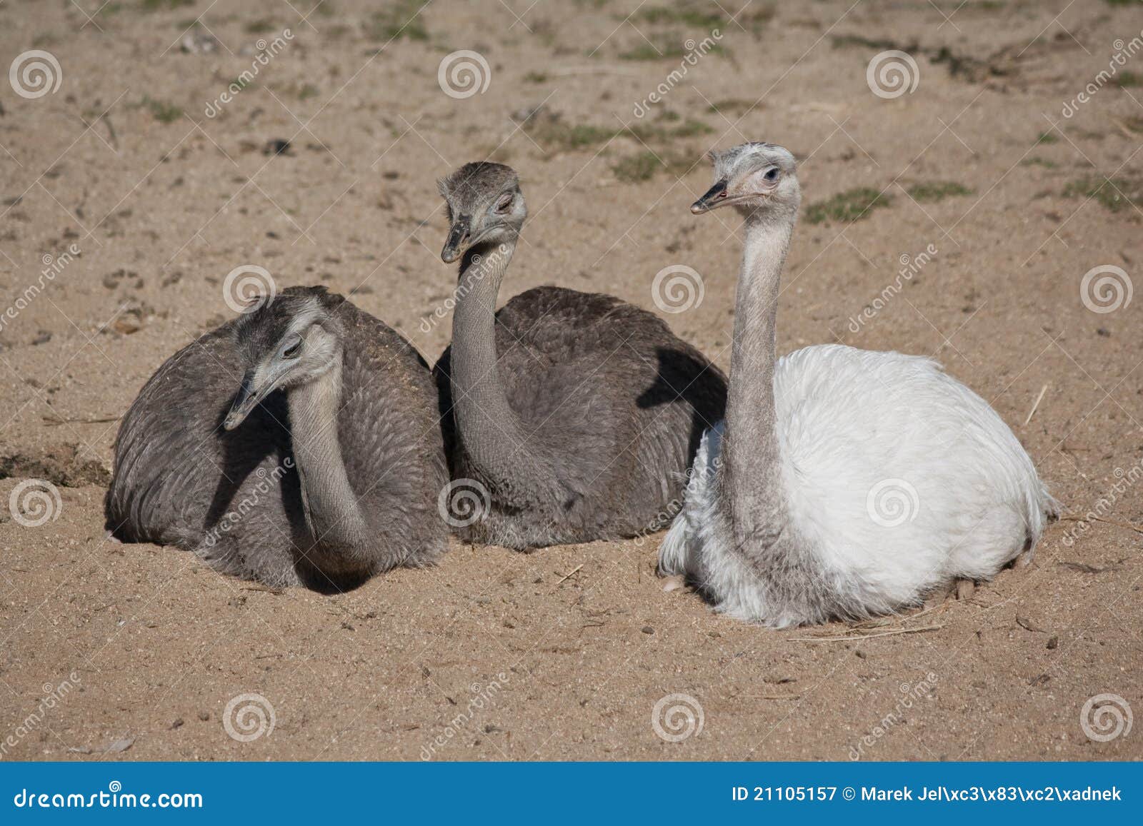 Group of greater rheas stock image. Image of albino, animals - 21105157