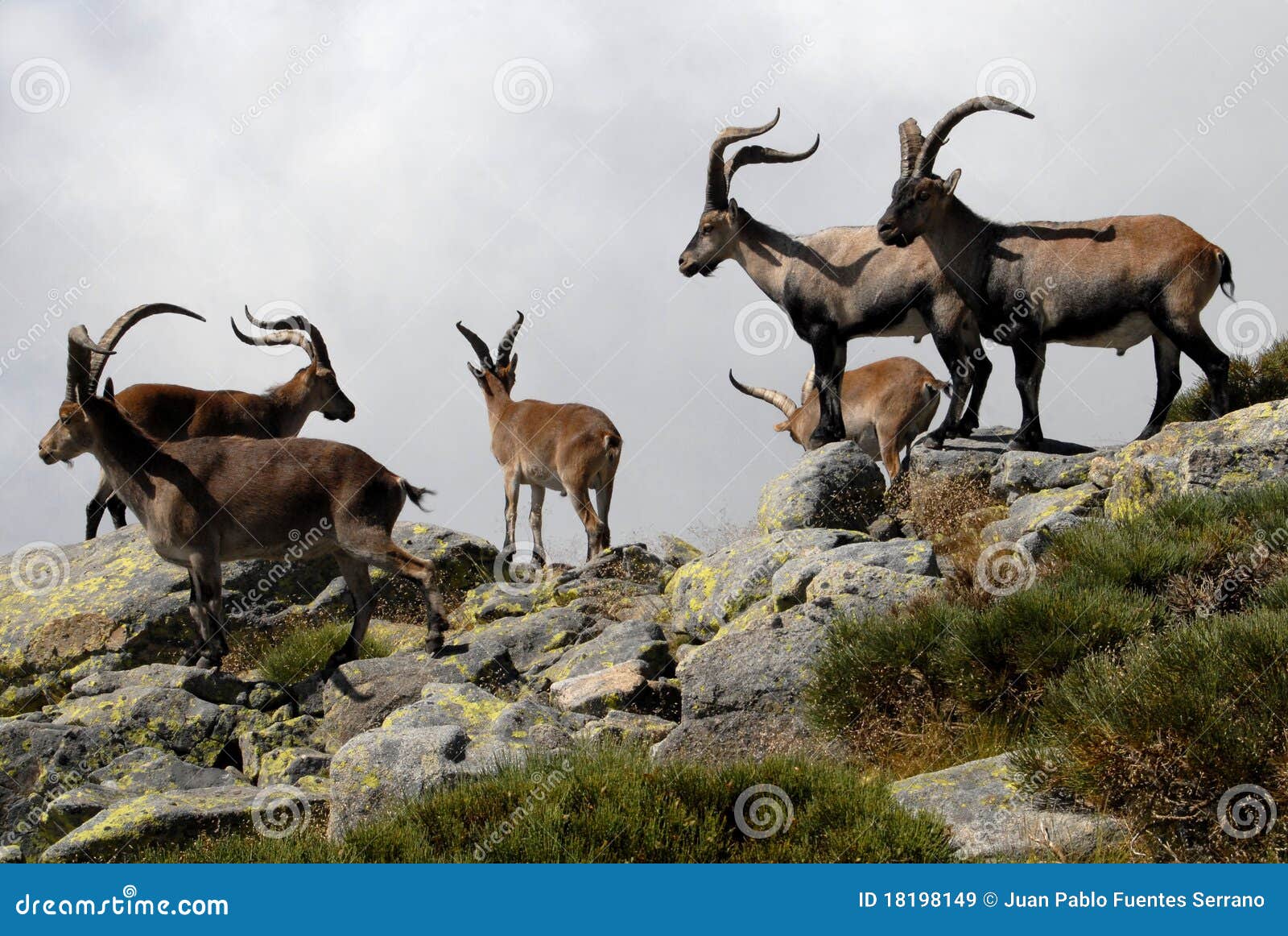 Group Gredos Ibex in-Spain-Avila Stock Image - Image of gredos ...