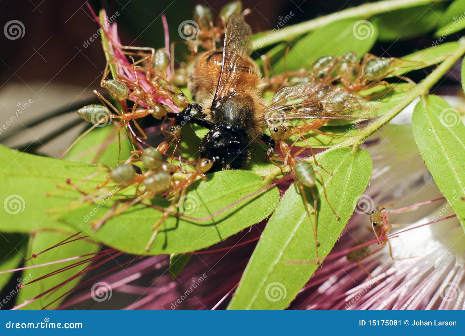 Group of Green Ants Attacking a Bee Stock Image - Image of detail ...
