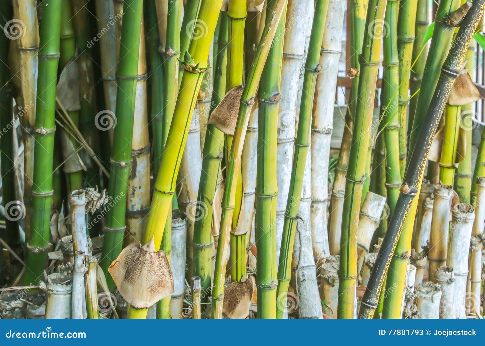 Group of green bambo stock image. Image of garden, forest - 77801793