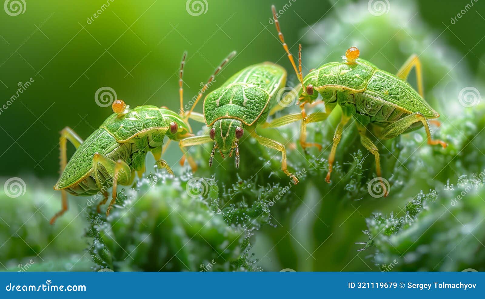 Group of Green Bugs on Plant Image Stock Image - Image of insects ...