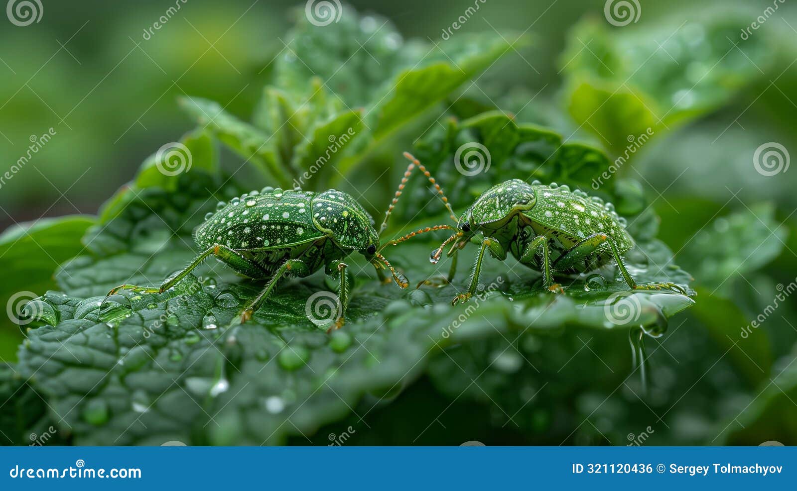 Group of Green Bugs on Plant Image Stock Photo - Image of resting ...