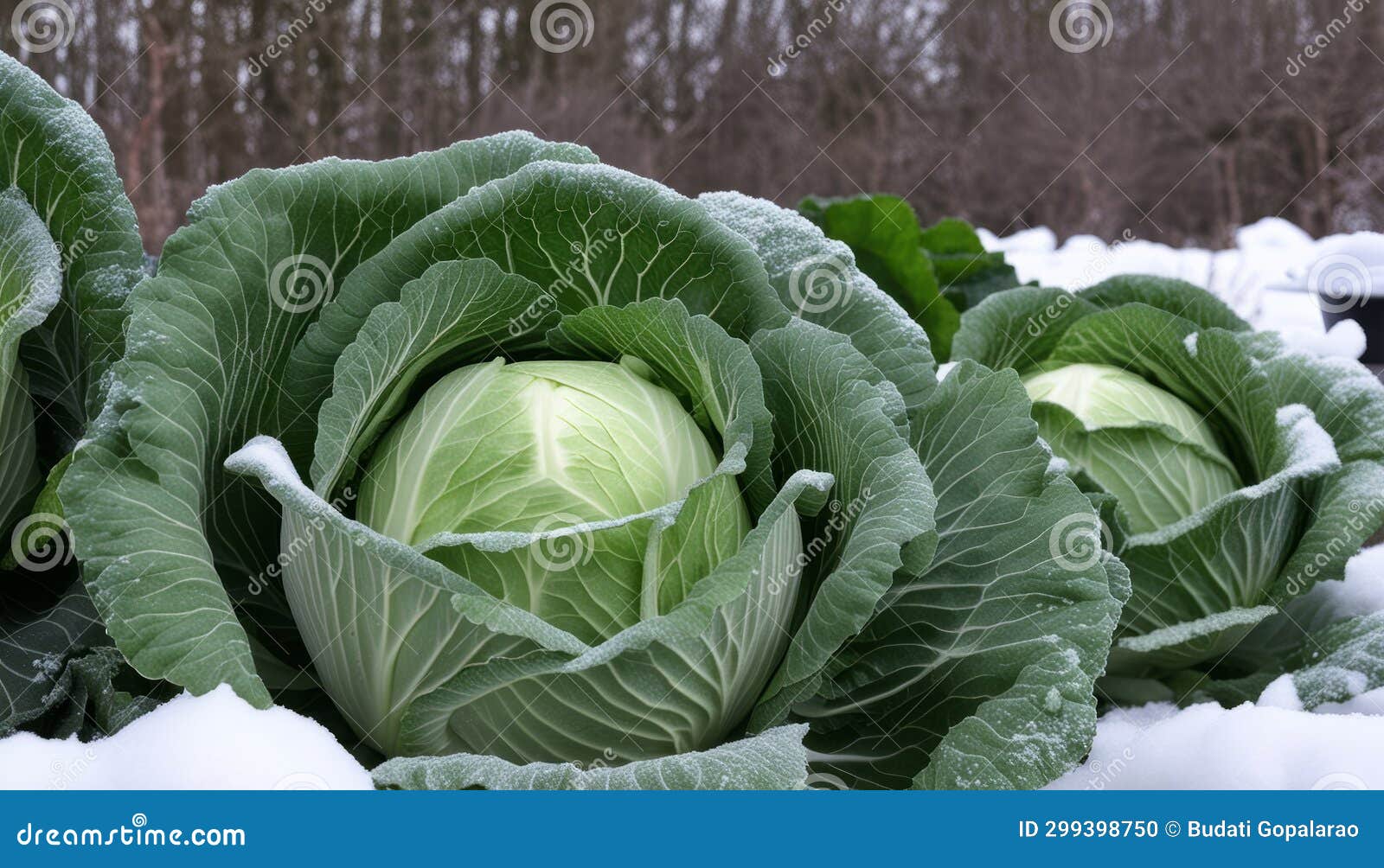 A Group of Green Cabbage Heads Stock Illustration - Illustration of ...