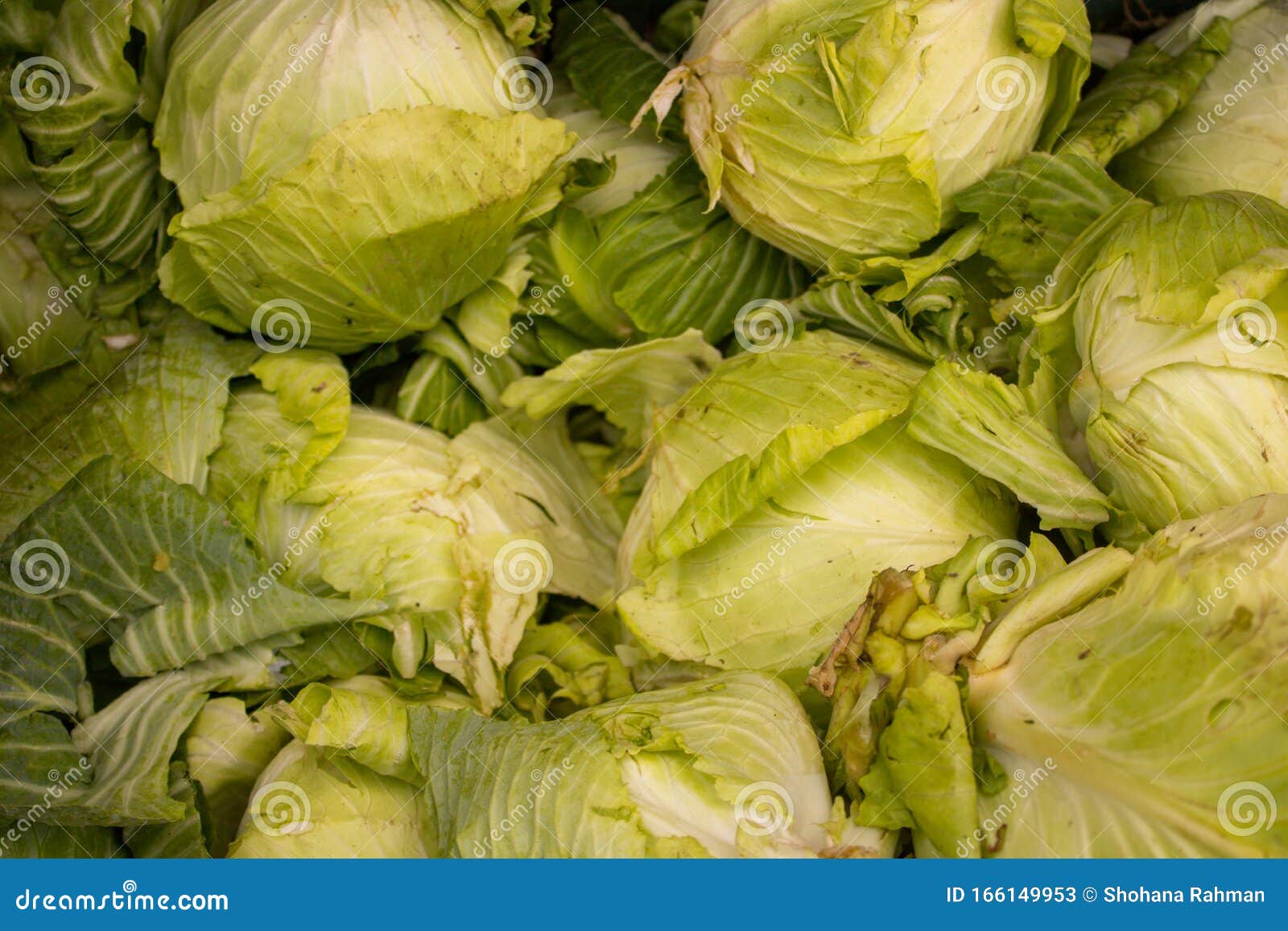 Group of Green Cabbage in the Market Stock Image - Image of green, mark ...