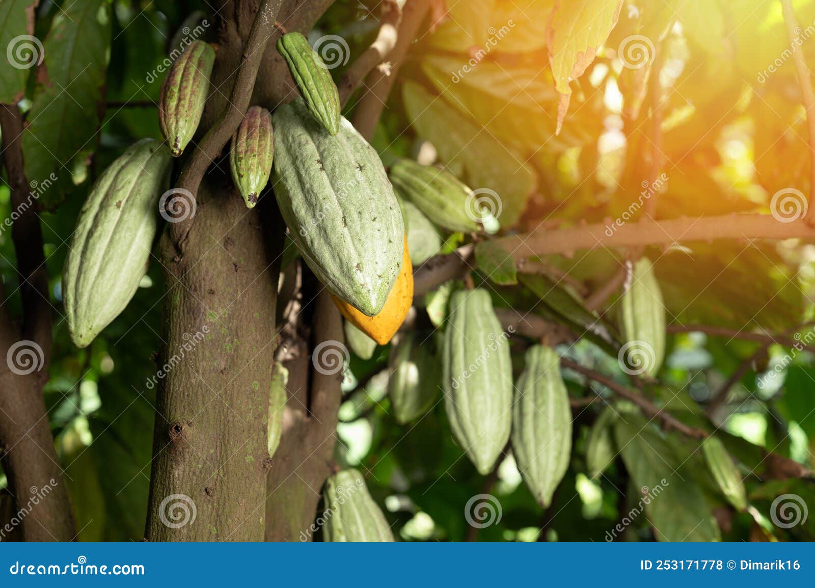 Group of green cacao pods stock photo. Image of fruit - 253171778