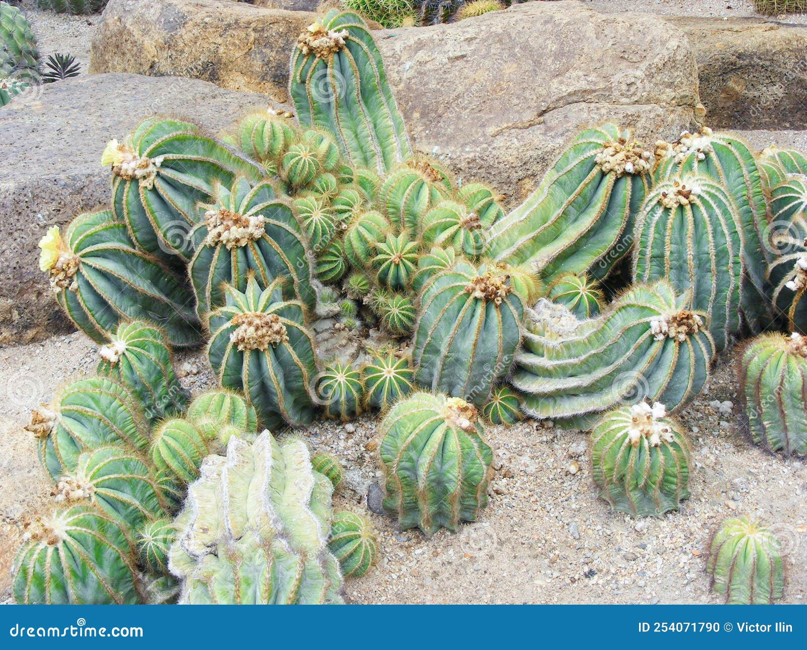 Group of Green Cacti Growing on Pebbles Stock Photo - Image of color ...