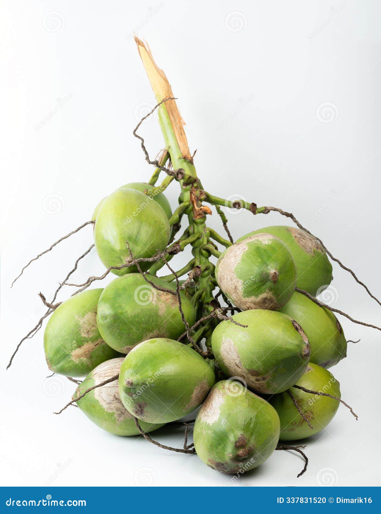 Group of Green Cocnuts on Branch Stock Photo - Image of palm, tree ...