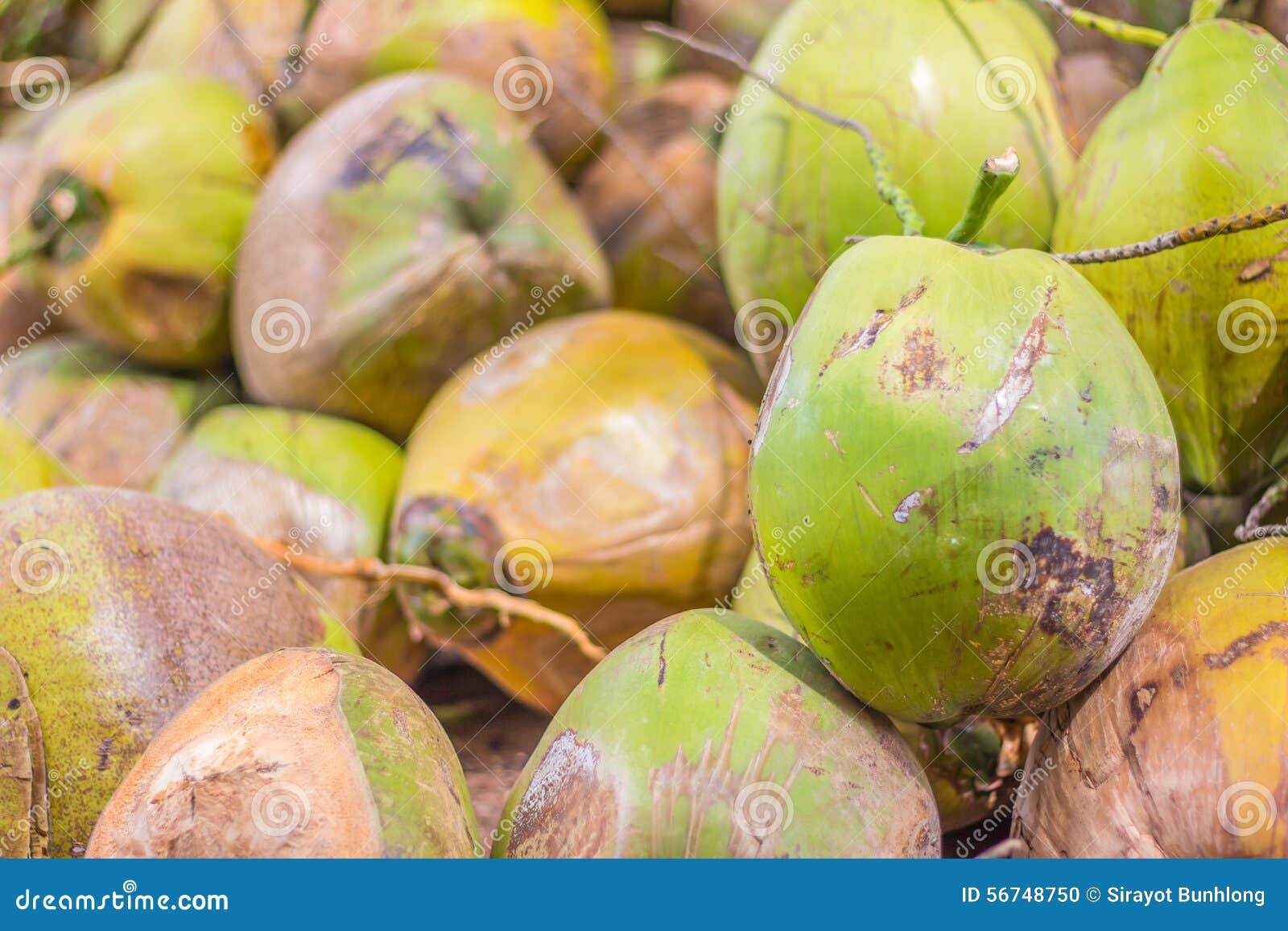 Group of green coconuts stock photo. Image of exotic - 56748750