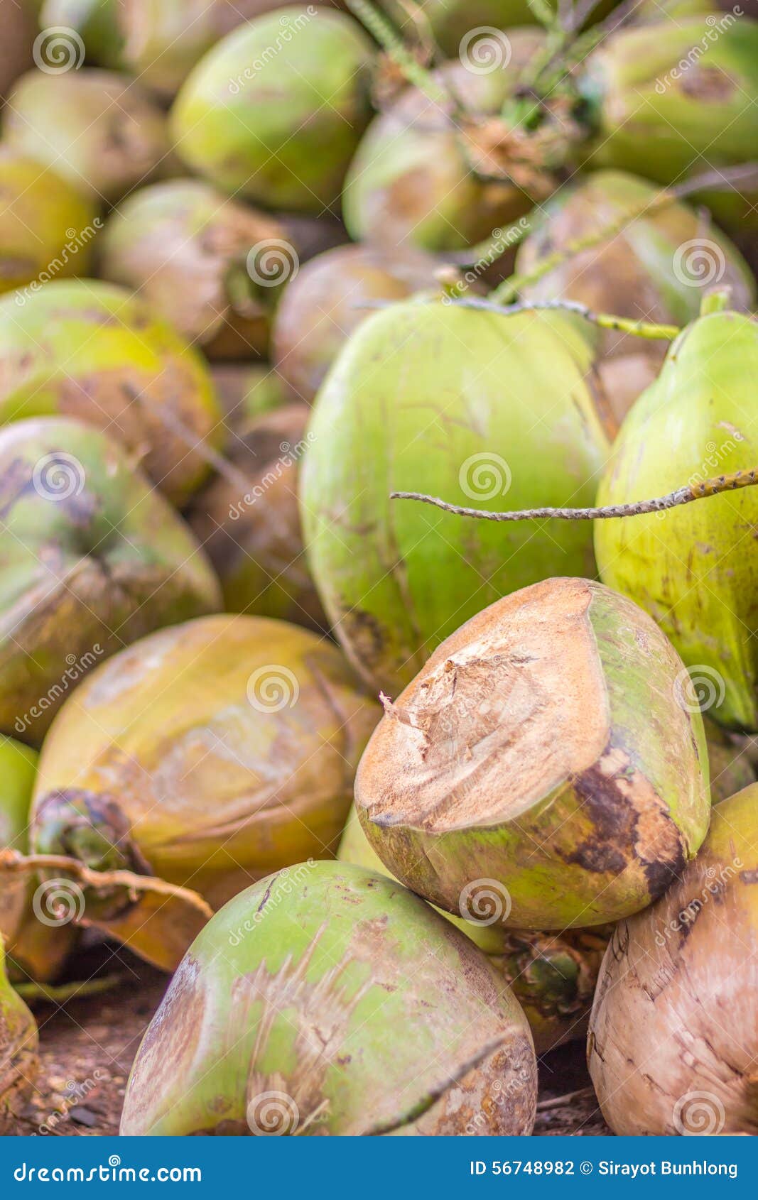 Group of green coconuts stock photo. Image of freshness - 56748982