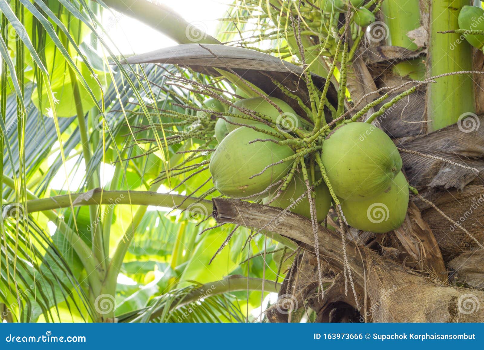 Group of Green Coconuts Fruit on Coconut Palm Tree Stock Photo - Image ...
