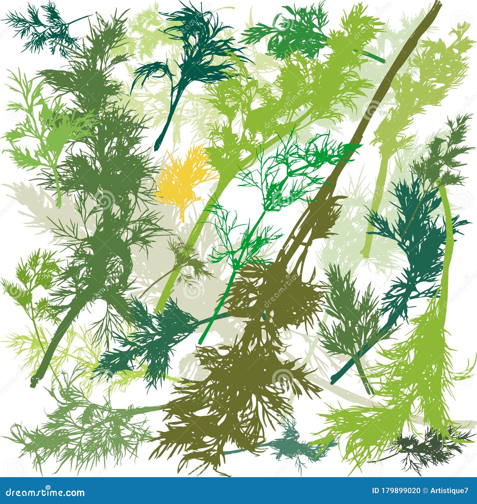 Dill Plant Also Called Dill Weed. Vector Illustration Isolated On White ...