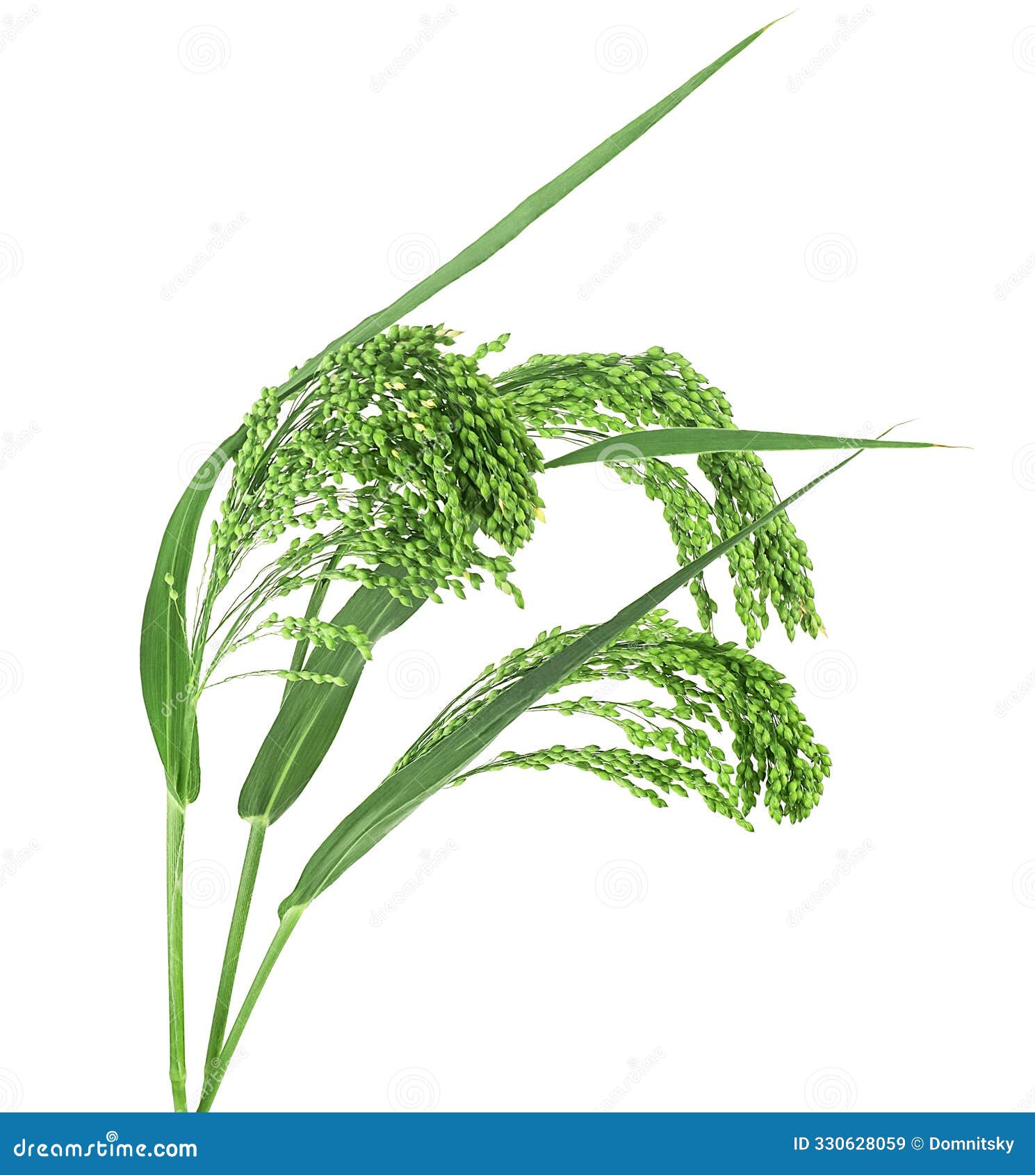 Group of Green Millet Spikelets Isolated on White Background Stock ...