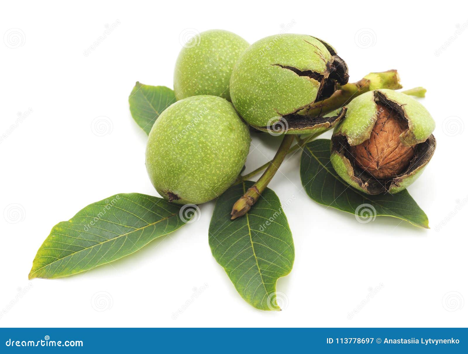 Group of green nuts. stock image. Image of studio, garden - 113778697