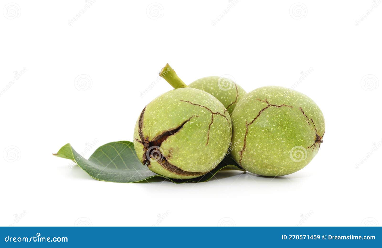 Two Green Nuts Ripening On A Tree Branch, Unripe Hazel, Corylus ...