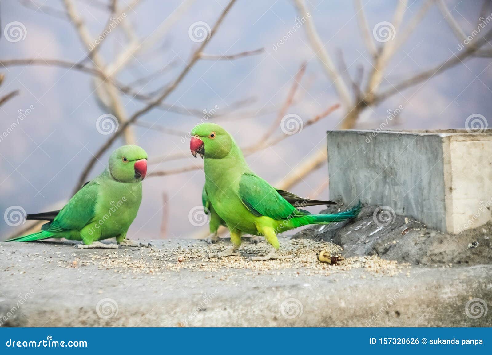 Group Green Parrot on Stone Wall. Stock Photo - Image of bright, nature ...