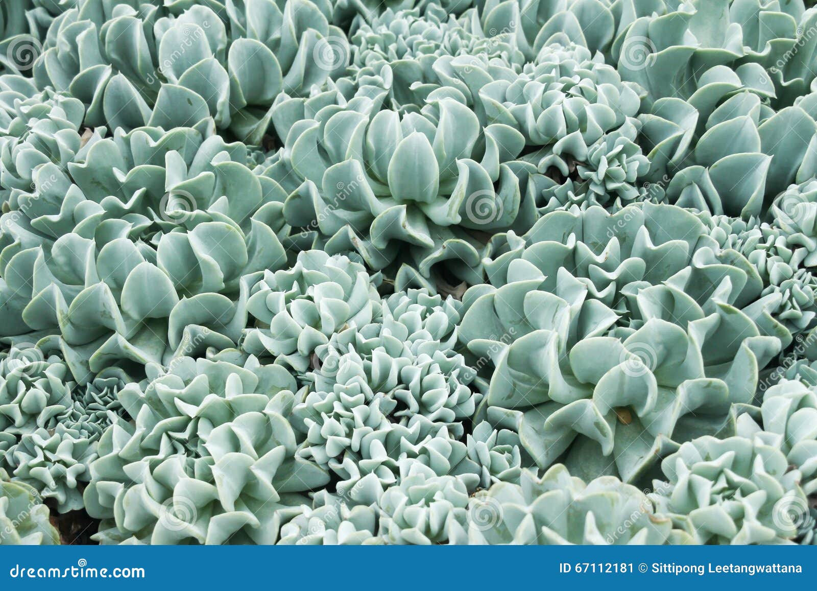 Group of Green Plants Abstract Background Stock Image - Image of ...