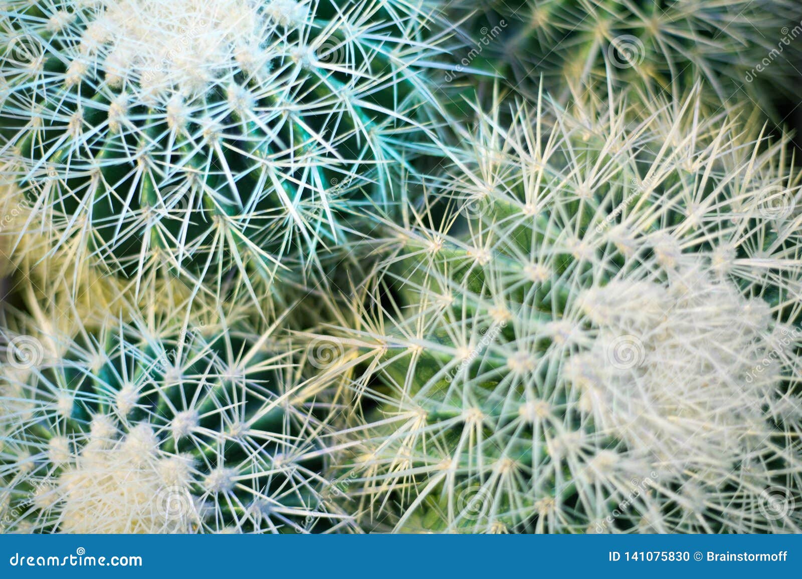 Group of Green Round Beautiful Cacti Close Up Macro on Blurred ...