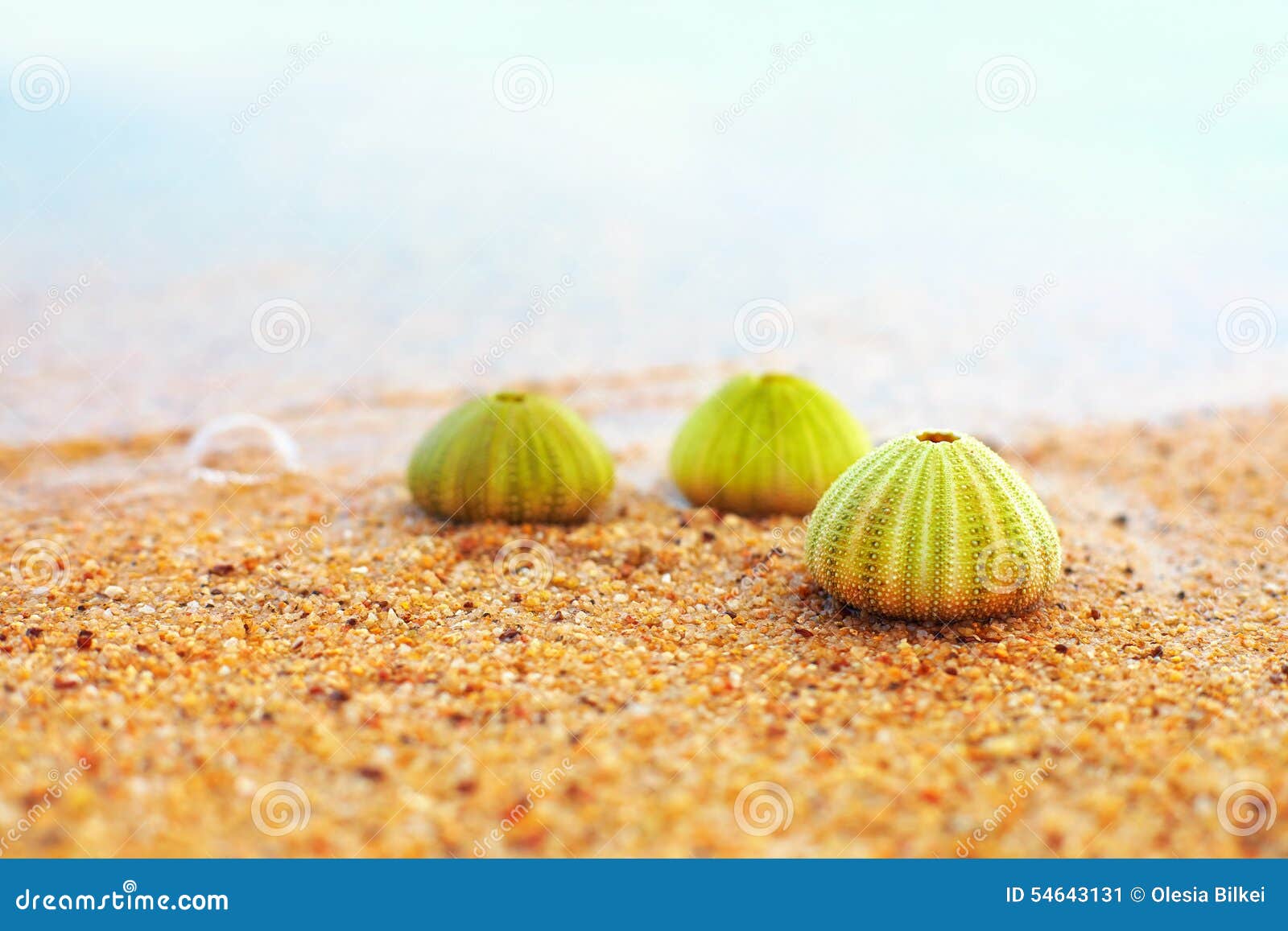 Group of Green Sea Urchin Shells on Sandy Beach Stock Image - Image of ...