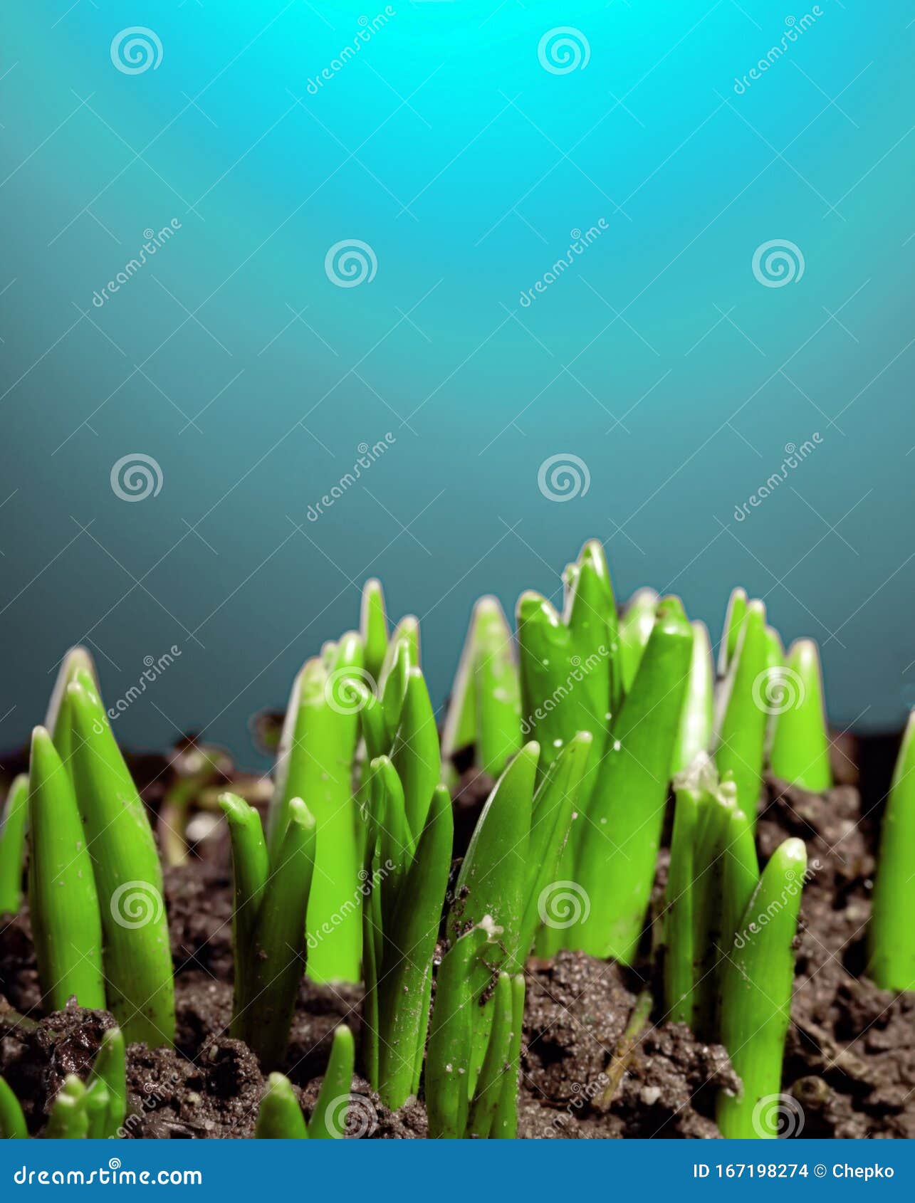 Group of Green Sprouts Growing Out from Soil Stock Photo - Image of ...