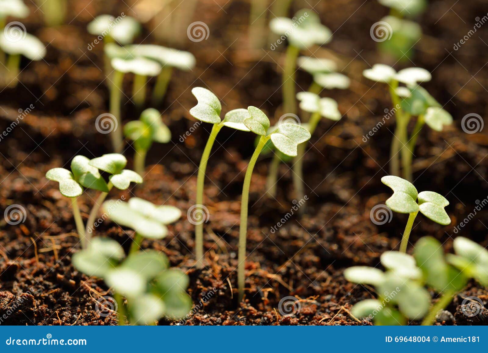 Group of green sprouts stock photo. Image of gardening - 69648004