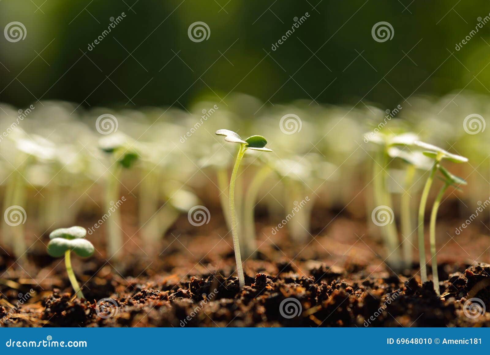 Group of green sprouts stock photo. Image of gardening - 69648010