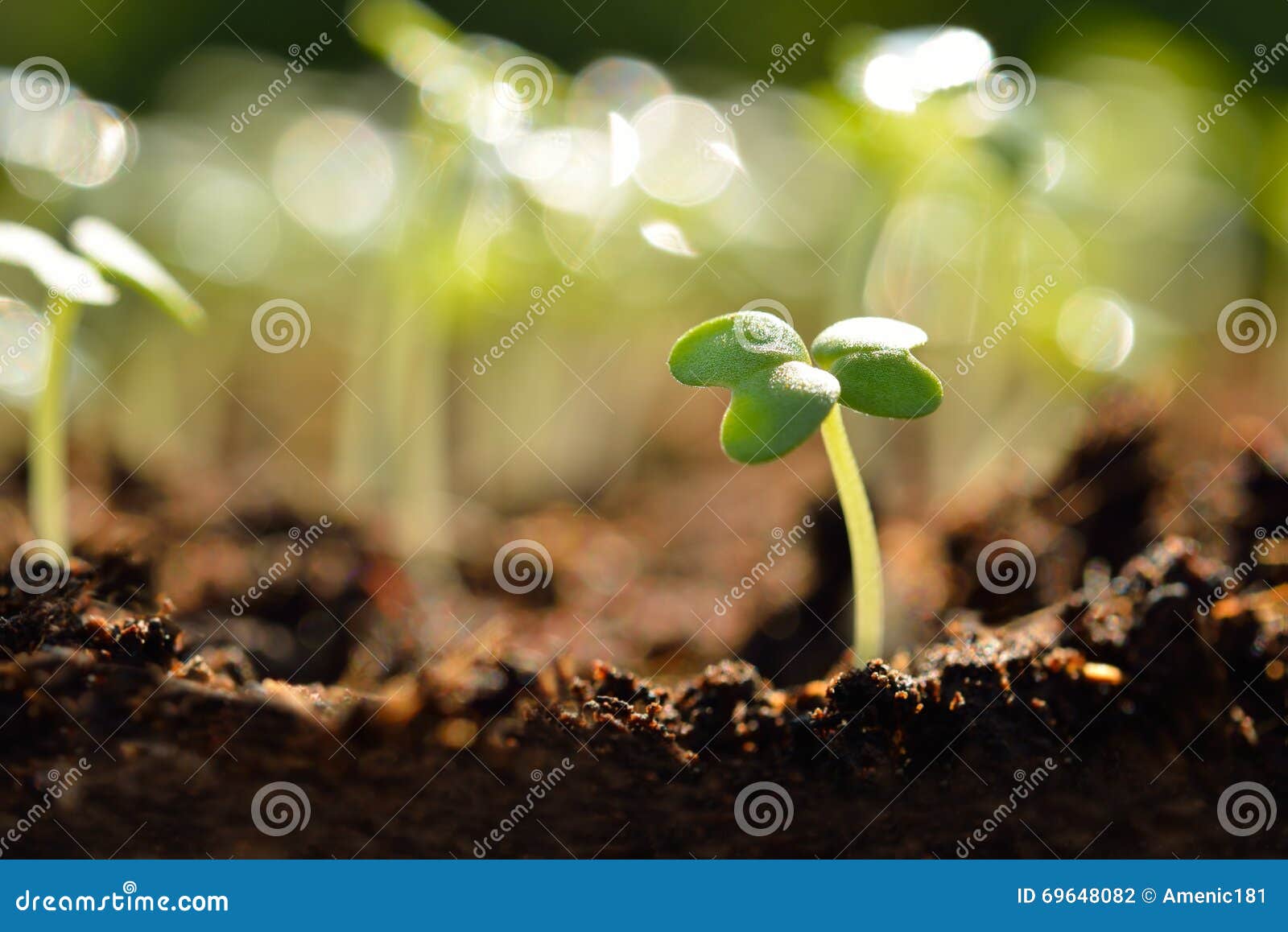 Group of green sprouts stock photo. Image of copy, beginning - 69648082