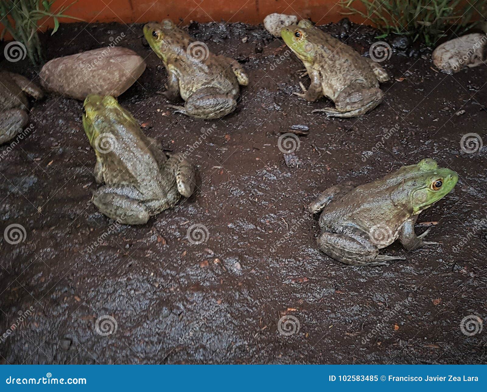 Group of green toads stock image. Image of toads, group - 102583485