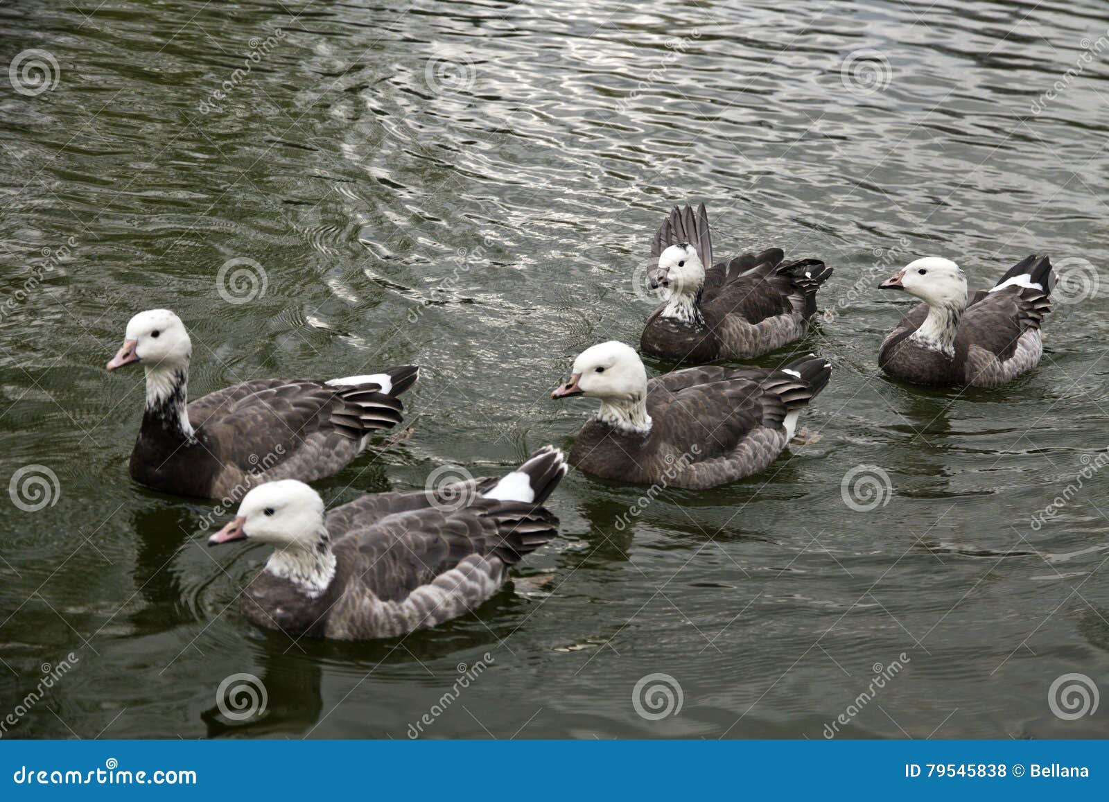 Two Grey Ducks At Tokaanu Thermal Pools At Lake Tekapo, New Zealand ...