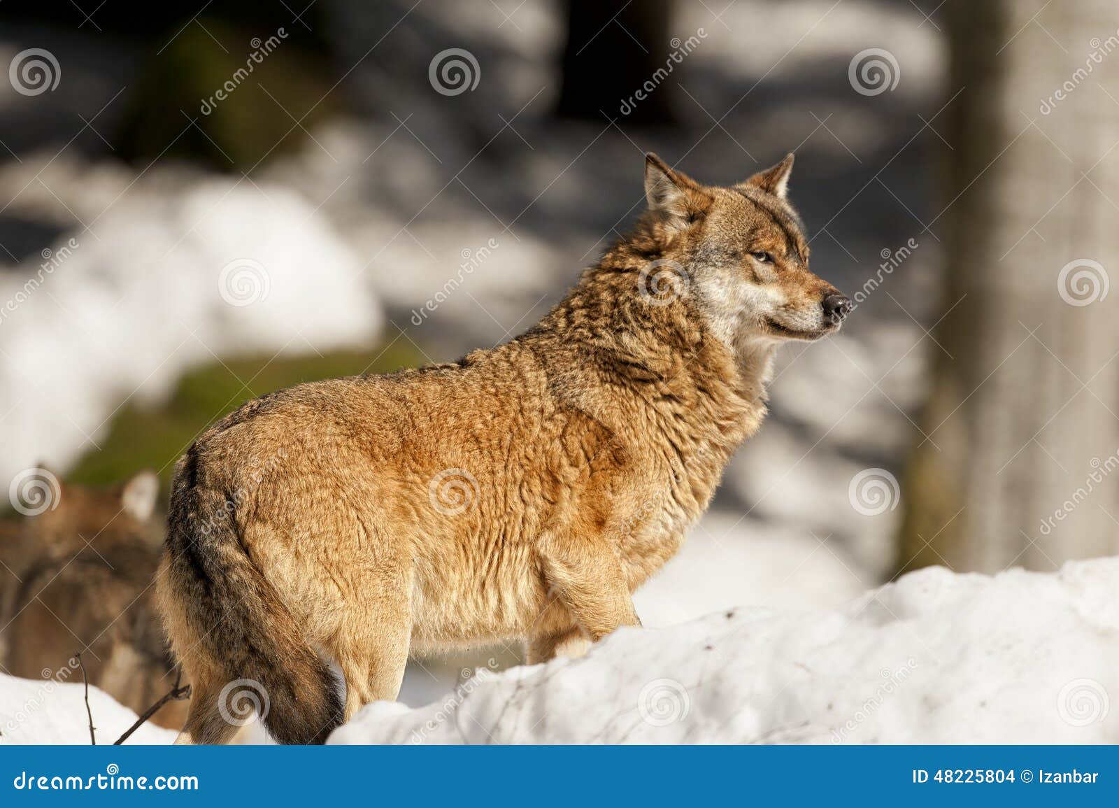 Group of Grey Wolf on the Snow Background Stock Photo - Image of nature ...