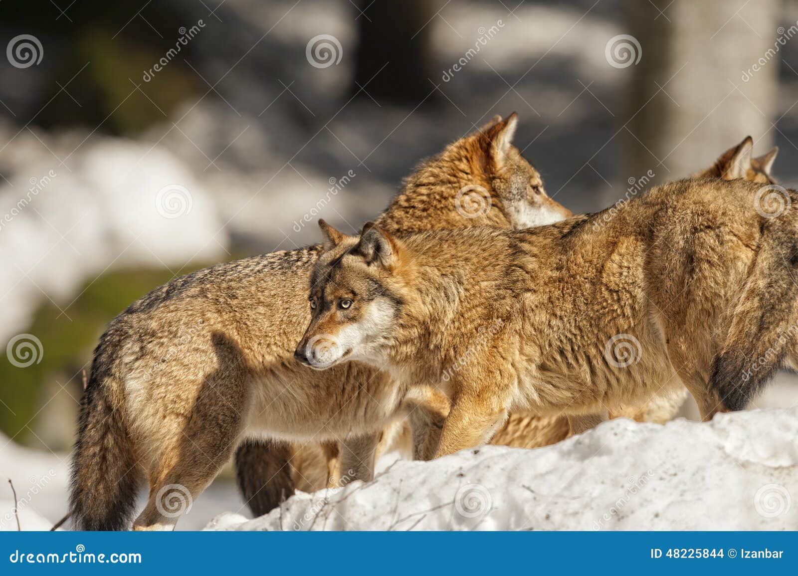 Group of Grey Wolf on the Snow Background Stock Photo - Image of meal ...