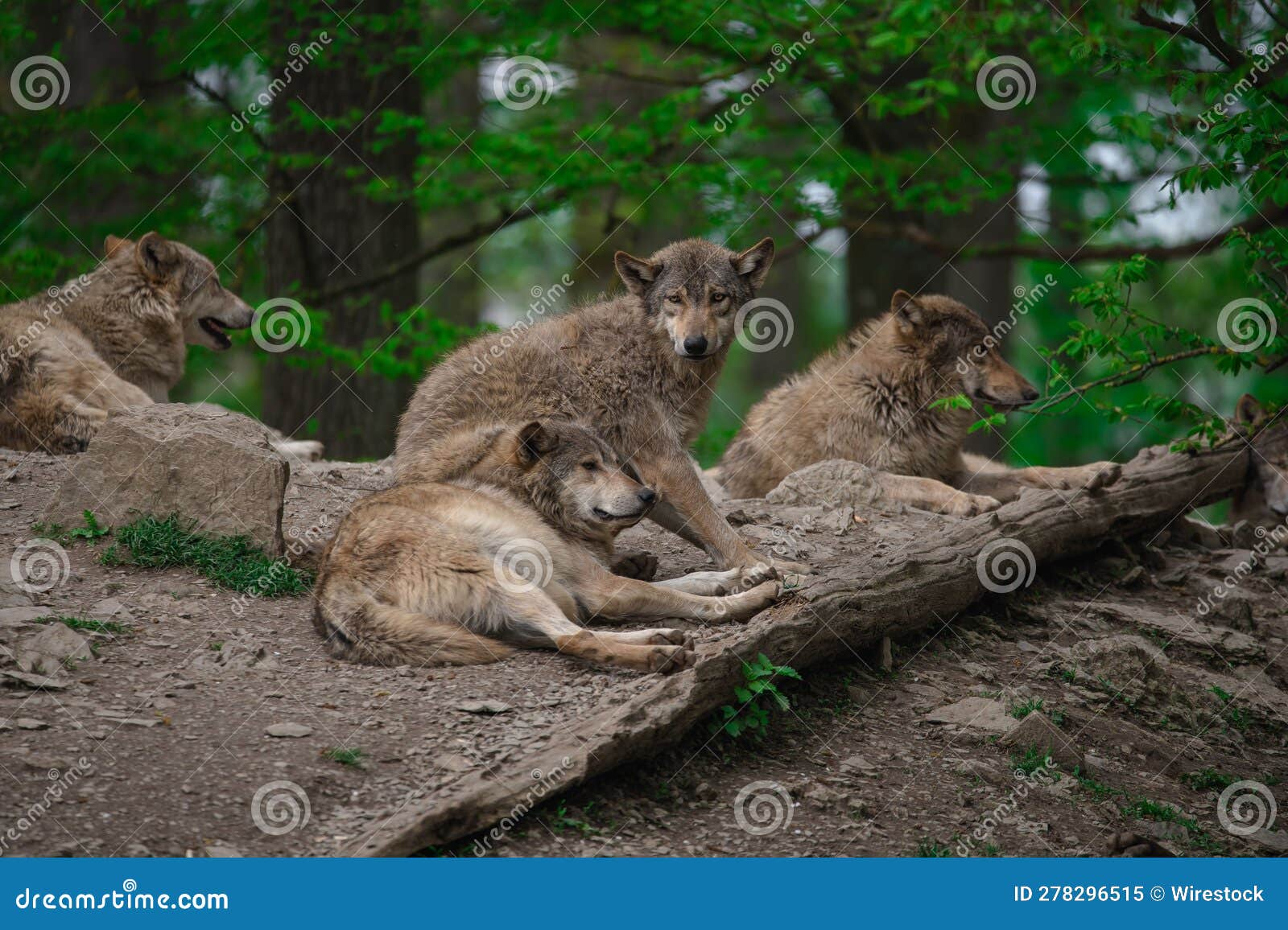 Pack of Wolfs Relaxing in the Woods Stock Image - Image of light ...