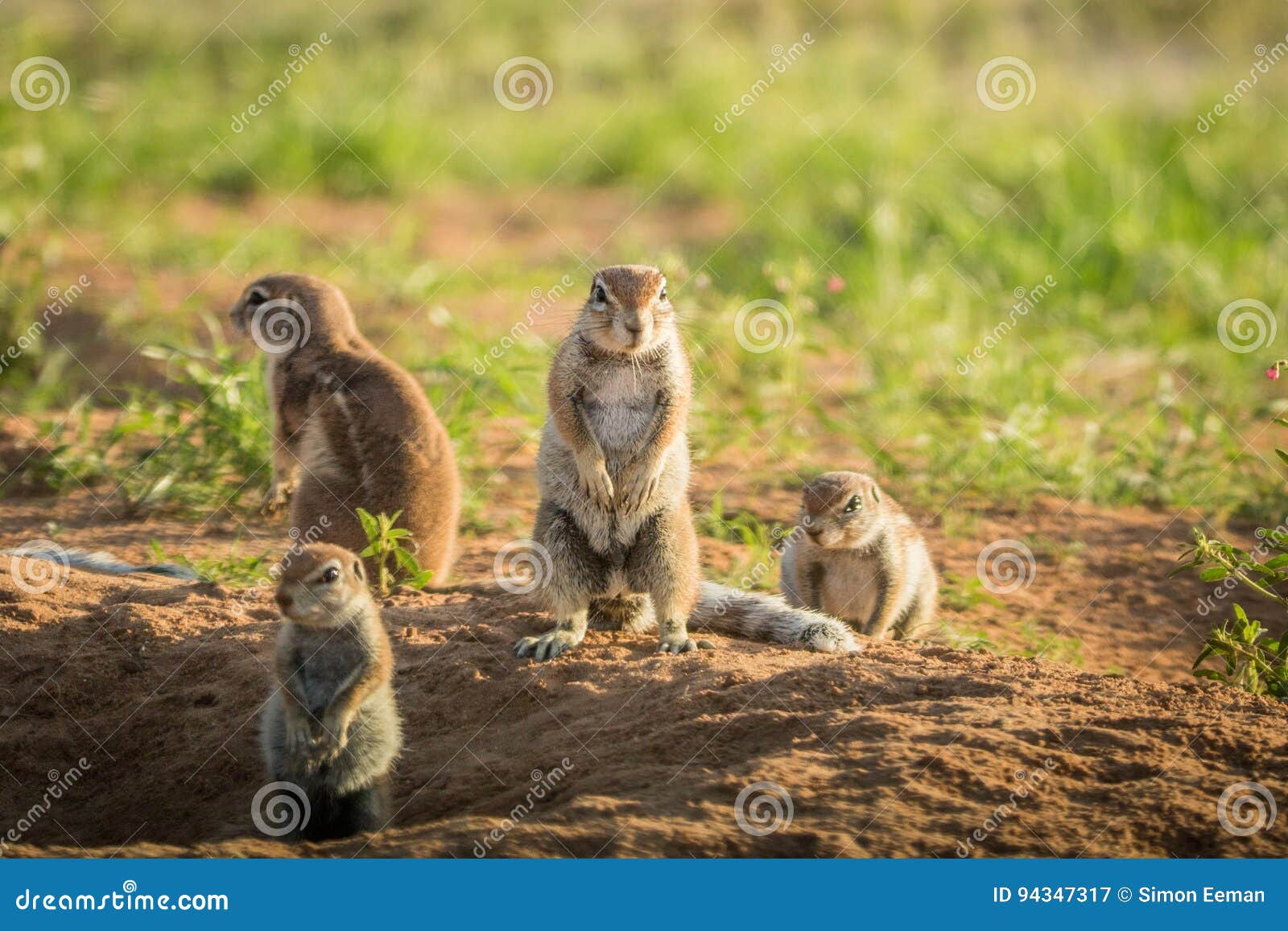 Group of Ground Squirrels in the Sand. Stock Image - Image of cheeky ...